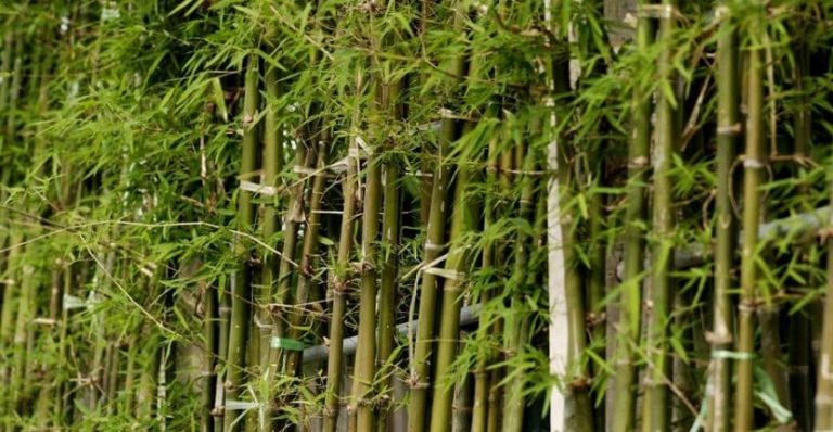 Cómo cultivar bambú con estos sencillos consejos - El rincón del huerto ...