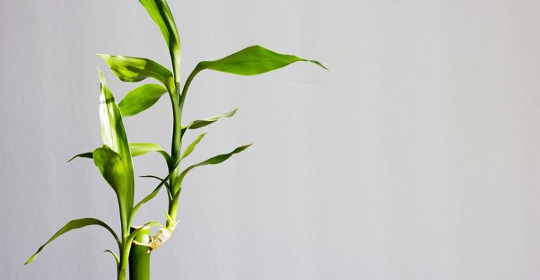 Cómo cultivar bambú con estos sencillos consejos - El rincón del huerto ...