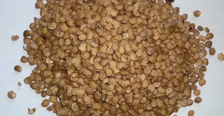 Cómo conseguir semillas de berenjena de forma sencilla - El rincón del ...