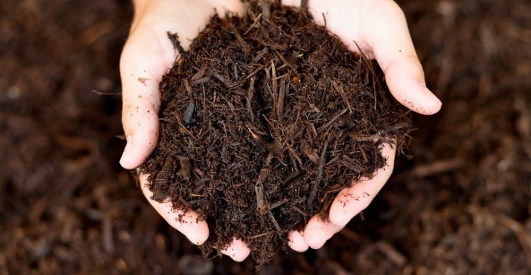 Cómo optimizar el uso del mulch en el cultivo: Guía completa - El ...