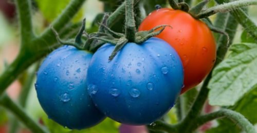 Cómo evitar que el tomate azul pierda su color - El rincón del huerto ...